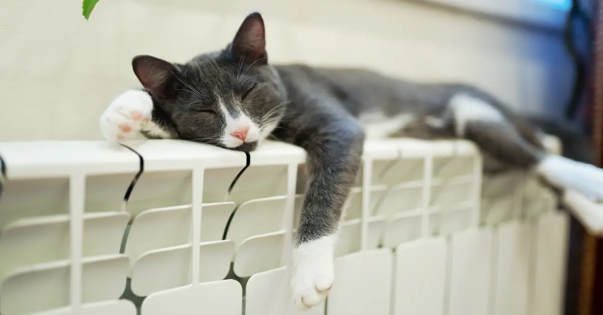 Heizungsarten im Überblick | GASAG